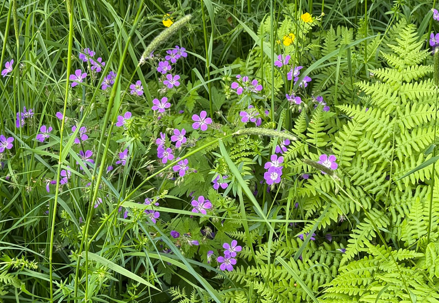 Daily Gratitude Challenge 2026 – Geranium sylvaticum – GreenDreamsSweden